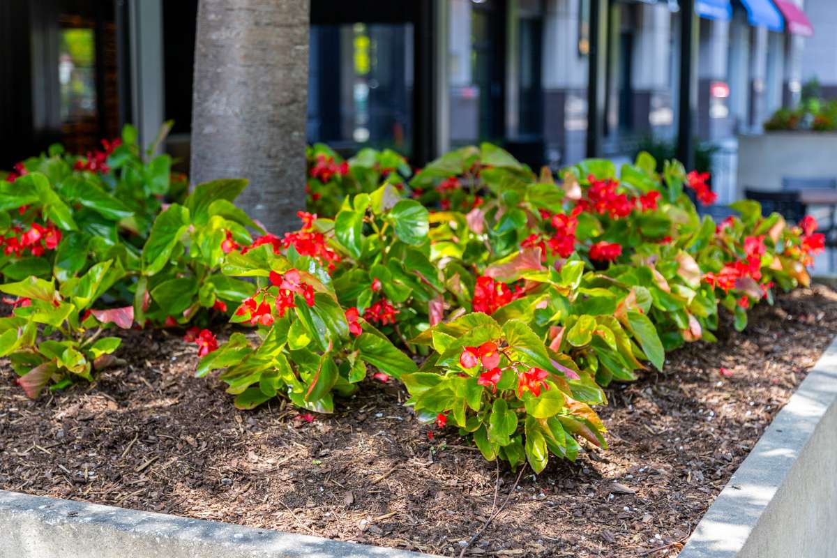 Eco-Friendly Landscaping: Your Path to LEED Certification Success
