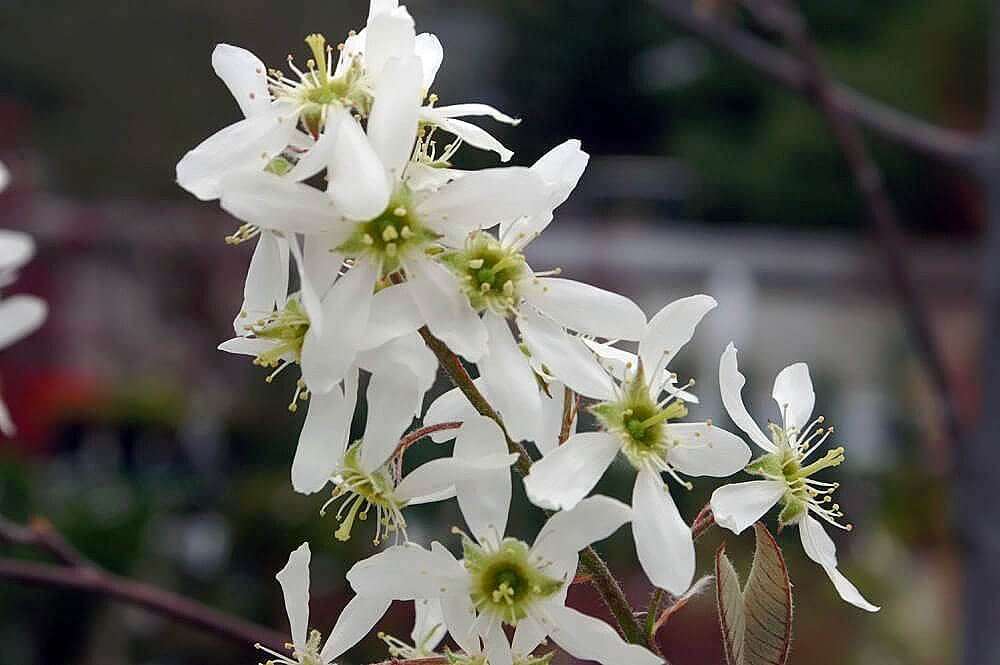 The Best Flowering Trees for Washington DC, Virginia & Maryland