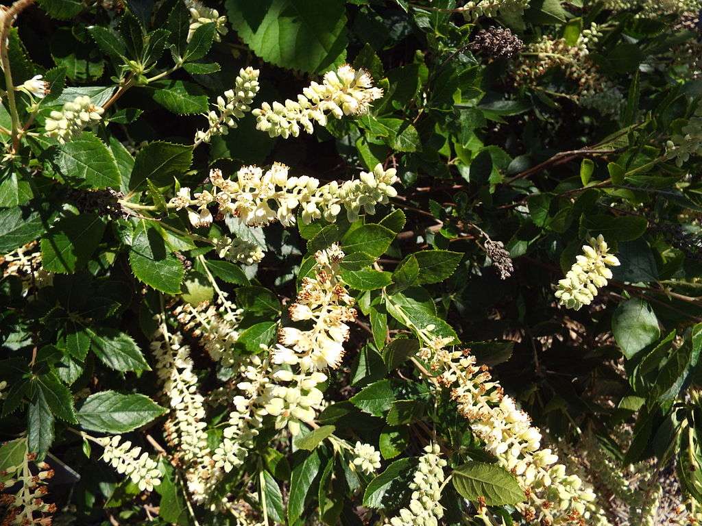 The Best Native Plants For Northern Virginia