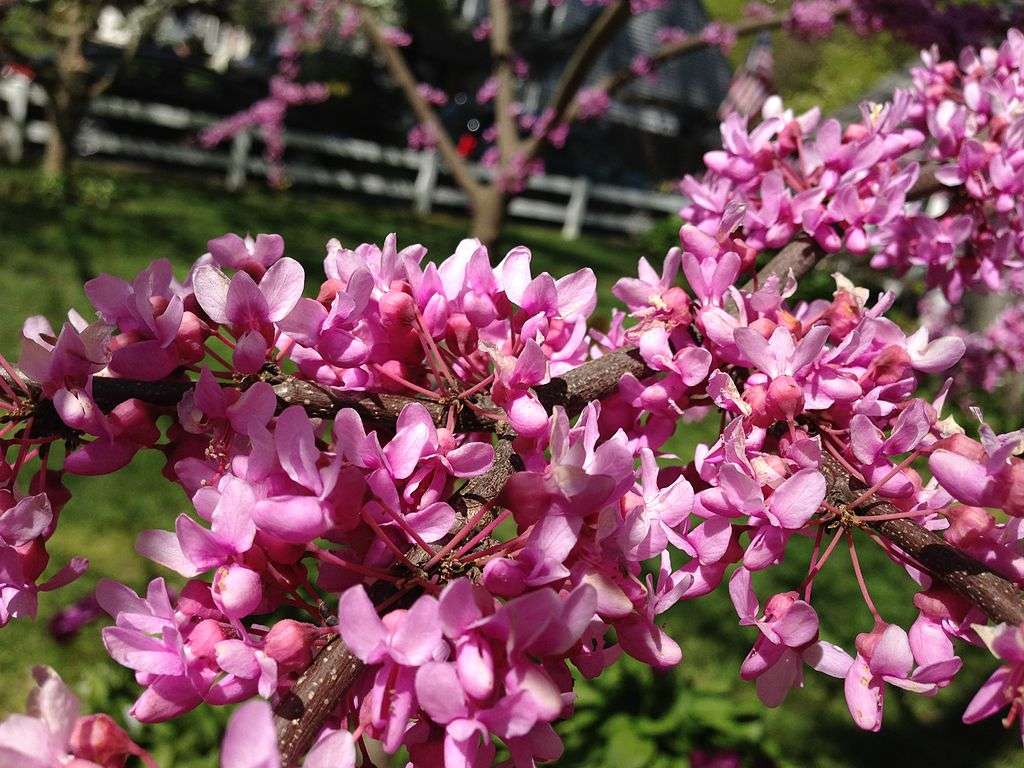 The Best Spring Flowers For Your Commercial Property