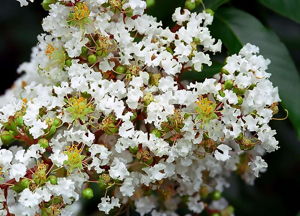 The Best Flowering Trees for Washington DC, Virginia & Maryland