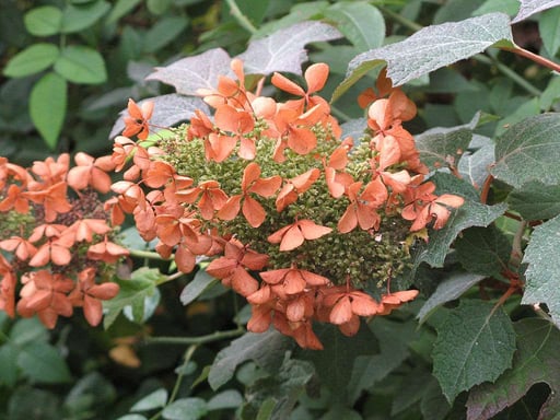 The Best Native Plants For Northern Virginia