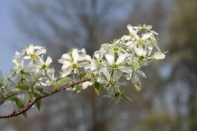 The Best Native Plants For Northern Virginia