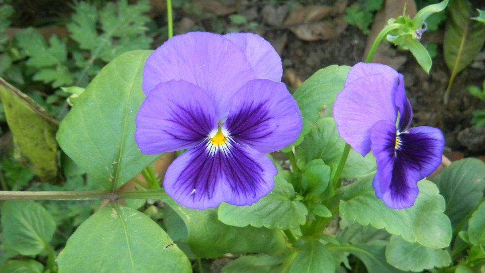 The Best Spring Flowers For Your Commercial Property