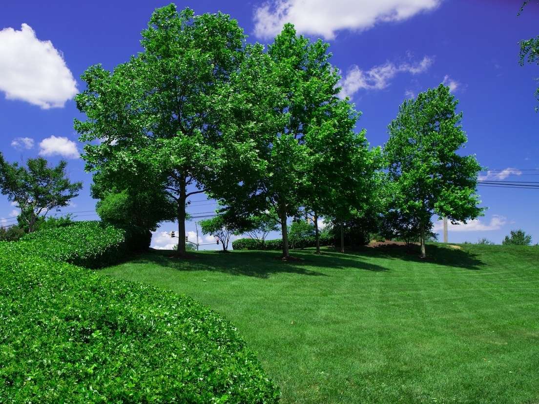 8 Essential Facts Property Managers Need to Know About Dormant Pruning