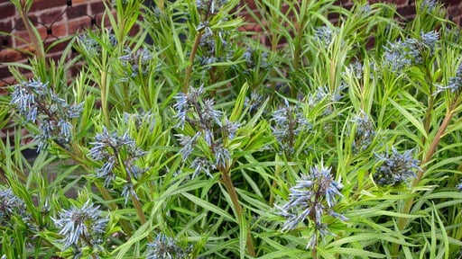 The Best Native Plants For Northern Virginia