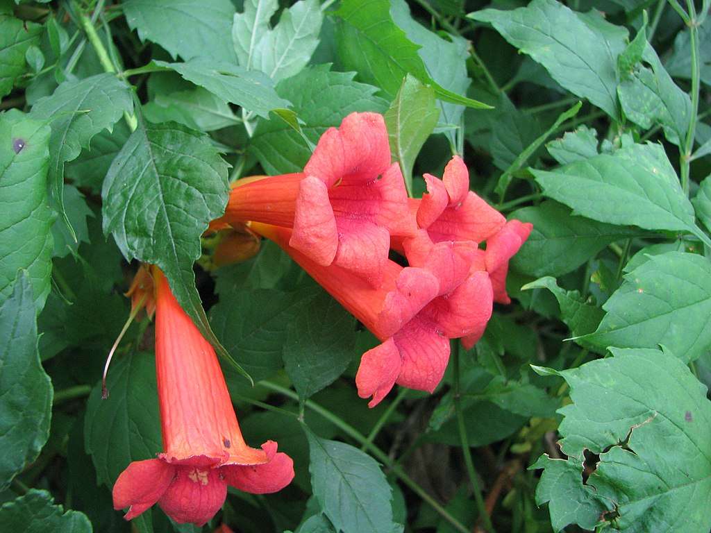 12 Best Native Plants For Your Washington DC Commercial Property
