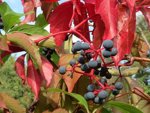 12 Best Native Plants For Your Washington DC Commercial Property