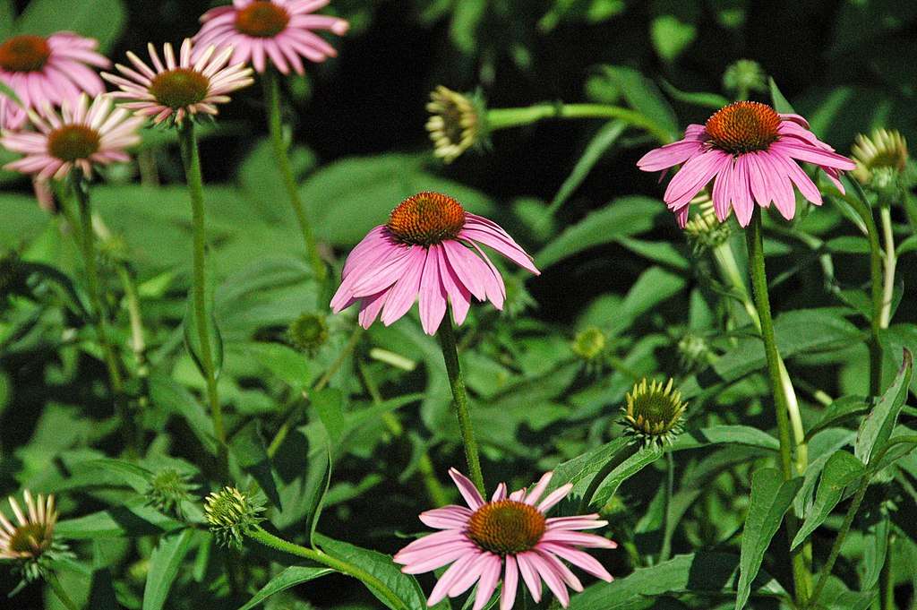 12 Best Washington DC & Baltimore Native Plants for Commercial Landscaping