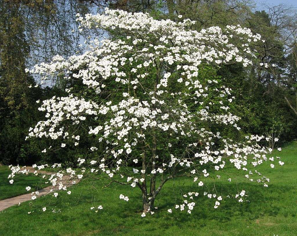 12 Best Washington DC & Baltimore Native Plants for Commercial Landscaping
