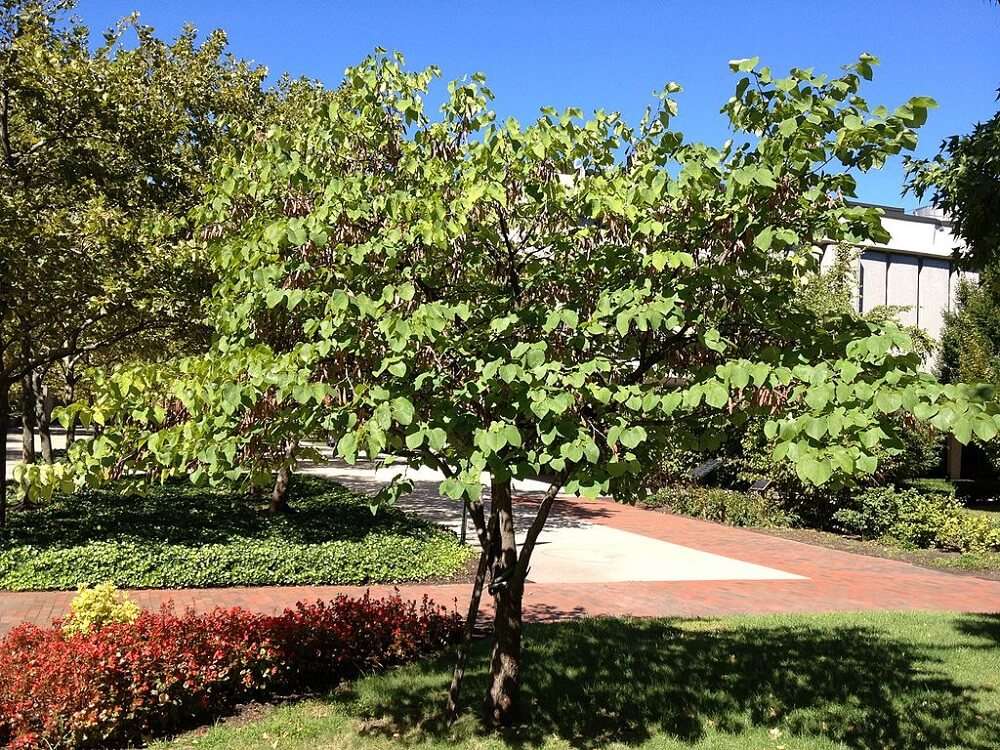 12 Best Washington DC & Baltimore Native Plants for Commercial Landscaping