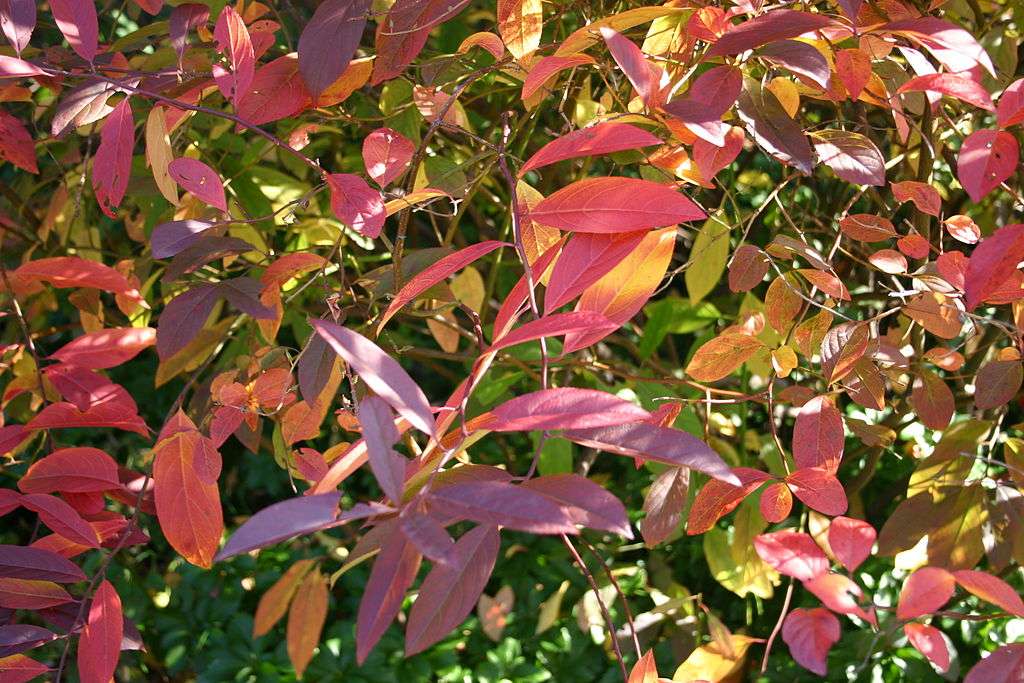 12 Best Washington DC & Baltimore Native Plants for Commercial Landscaping