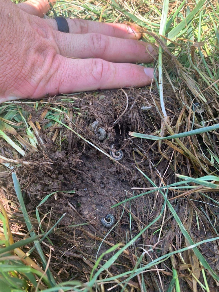 How To Identify Armyworms (And What You Can Do About Them)