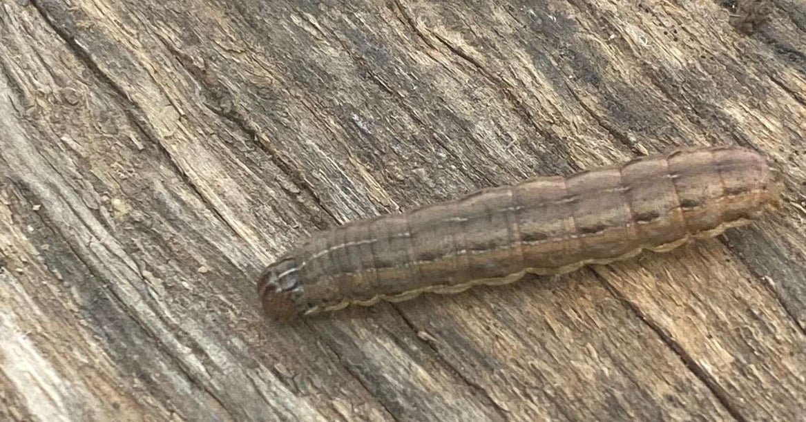 How To Identify Armyworms (And What You Can Do About Them)