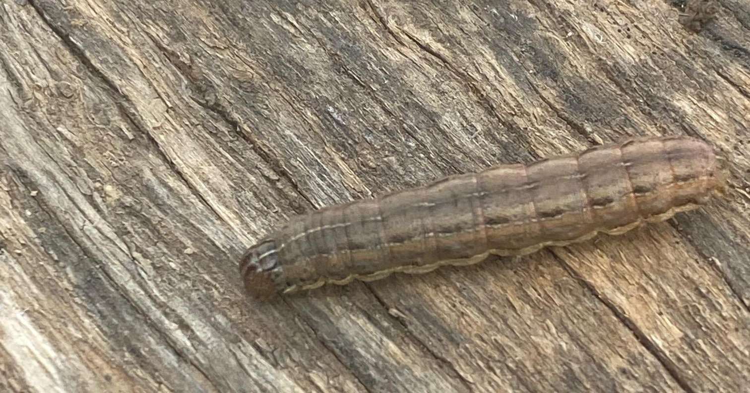 How To Identify Armyworms (And What You Can Do About Them)