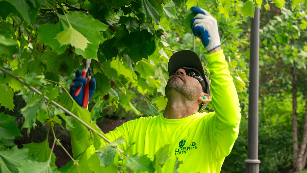 The Ultimate Tree Planting Guide for Commercial Properties